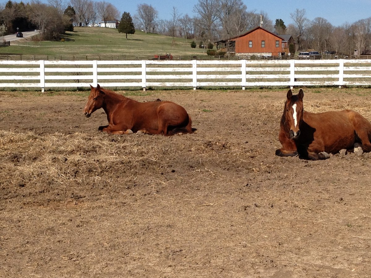 Creekside Riding Academy & Stables