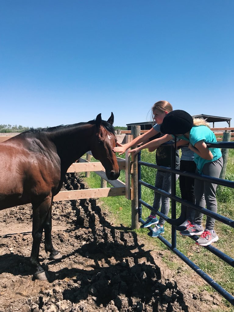 Meadow Green Stables