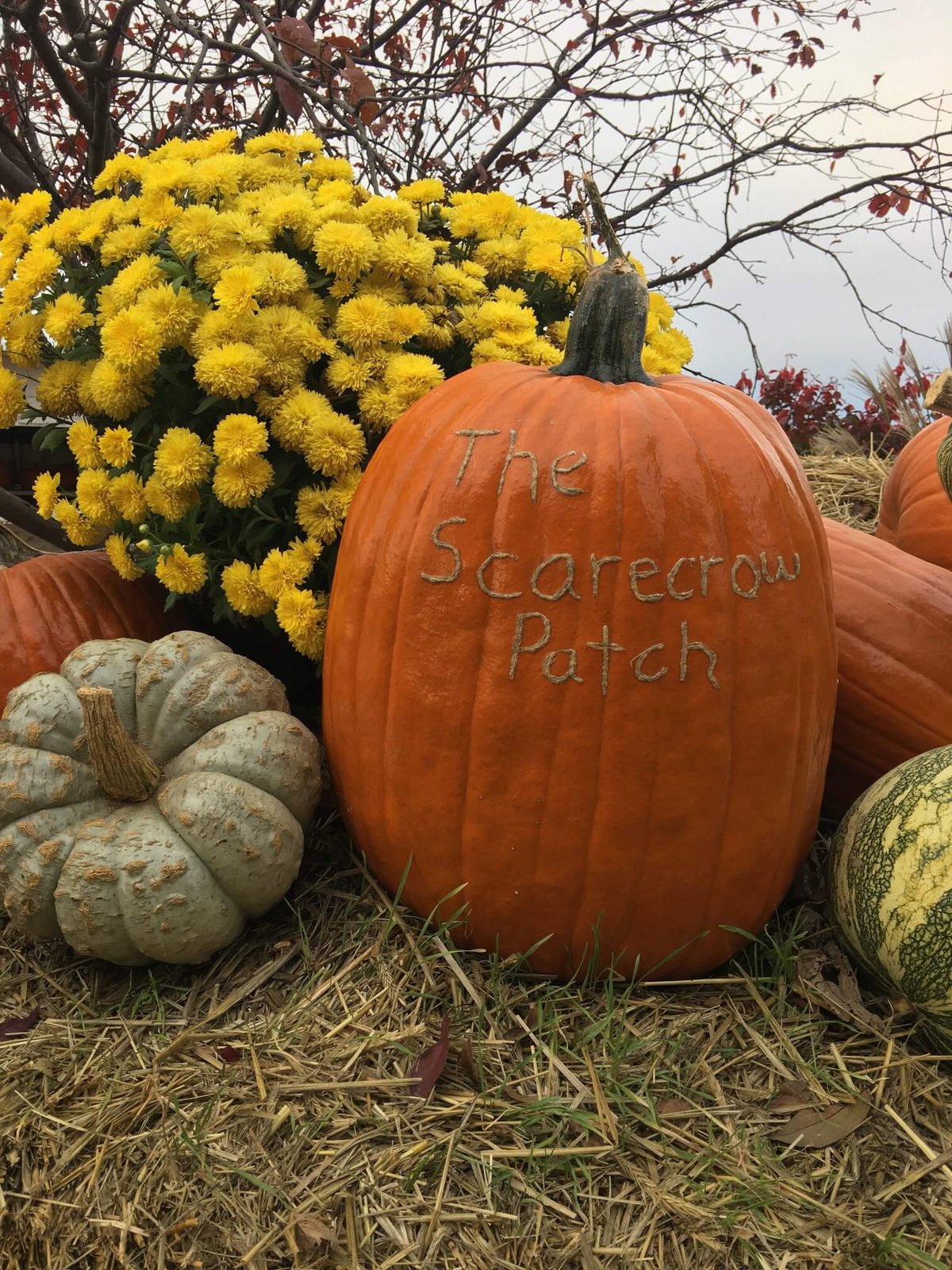 The Scarecrow Patch