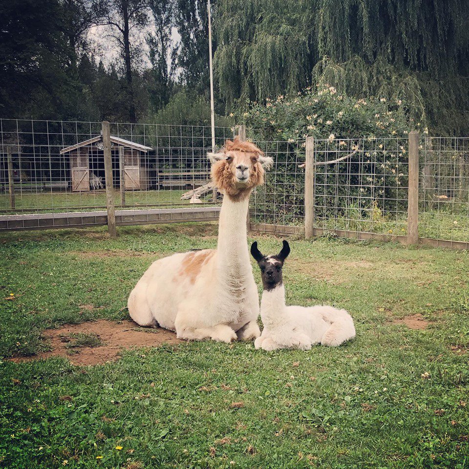 Aldor Acres Pumpkin Patch