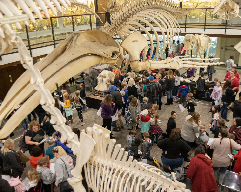 Museum of Osteology