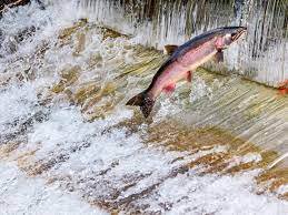 Nimbus Fish Hatchery