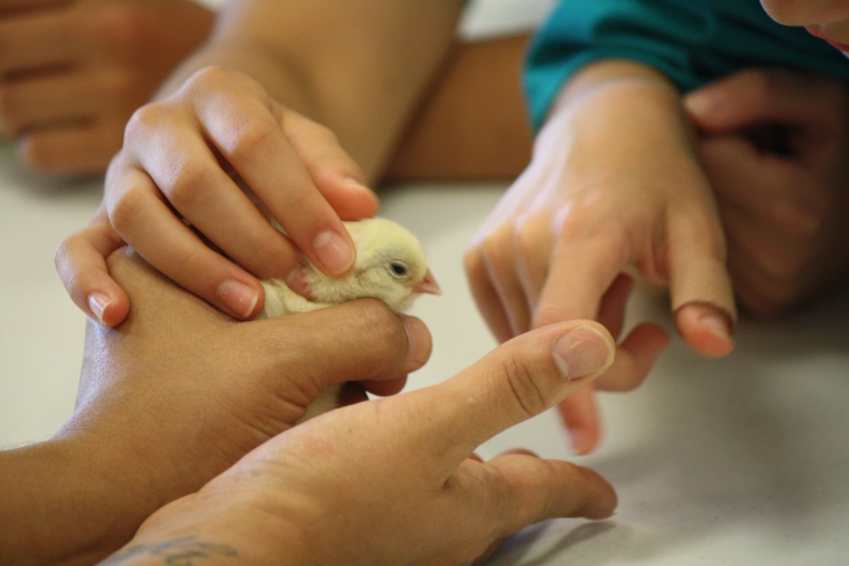 Citizens for Animal Protection