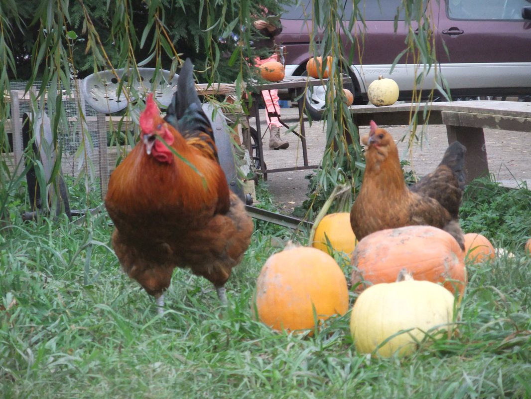 Southlands Heritage Farm