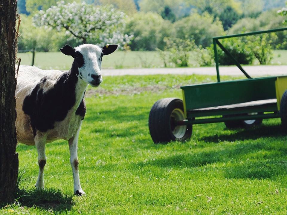Aldor Acres Pumpkin Patch