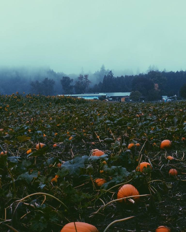 Aldor Acres Pumpkin Patch