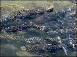 Nimbus Fish Hatchery