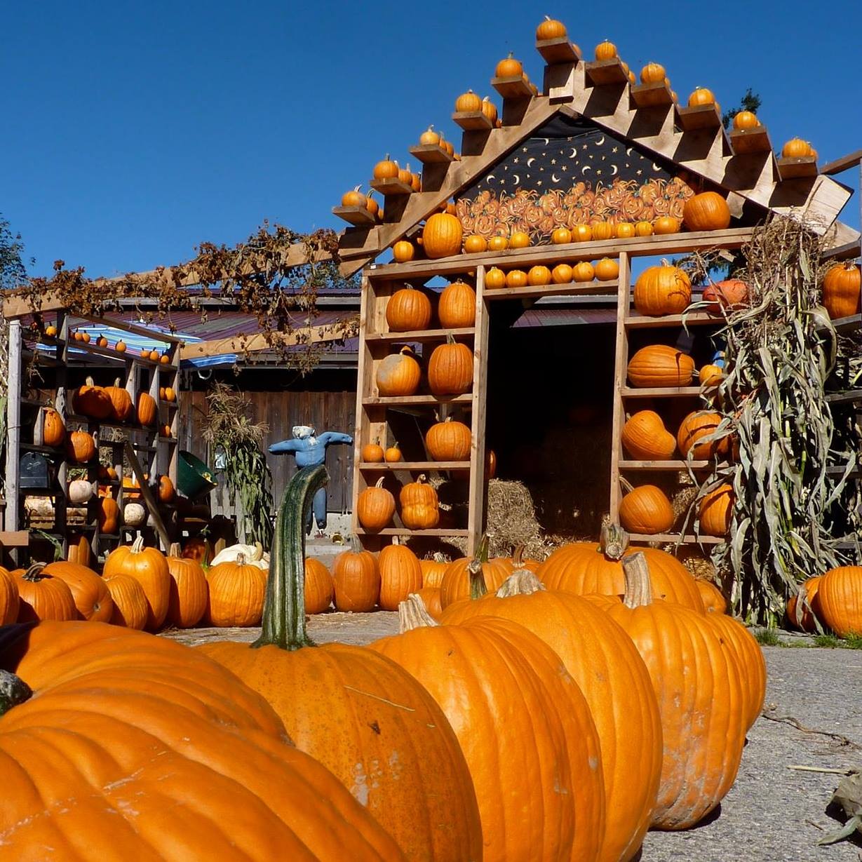 The 10 Best Corn Mazes & Pumpkin Patches around Seattle 2022