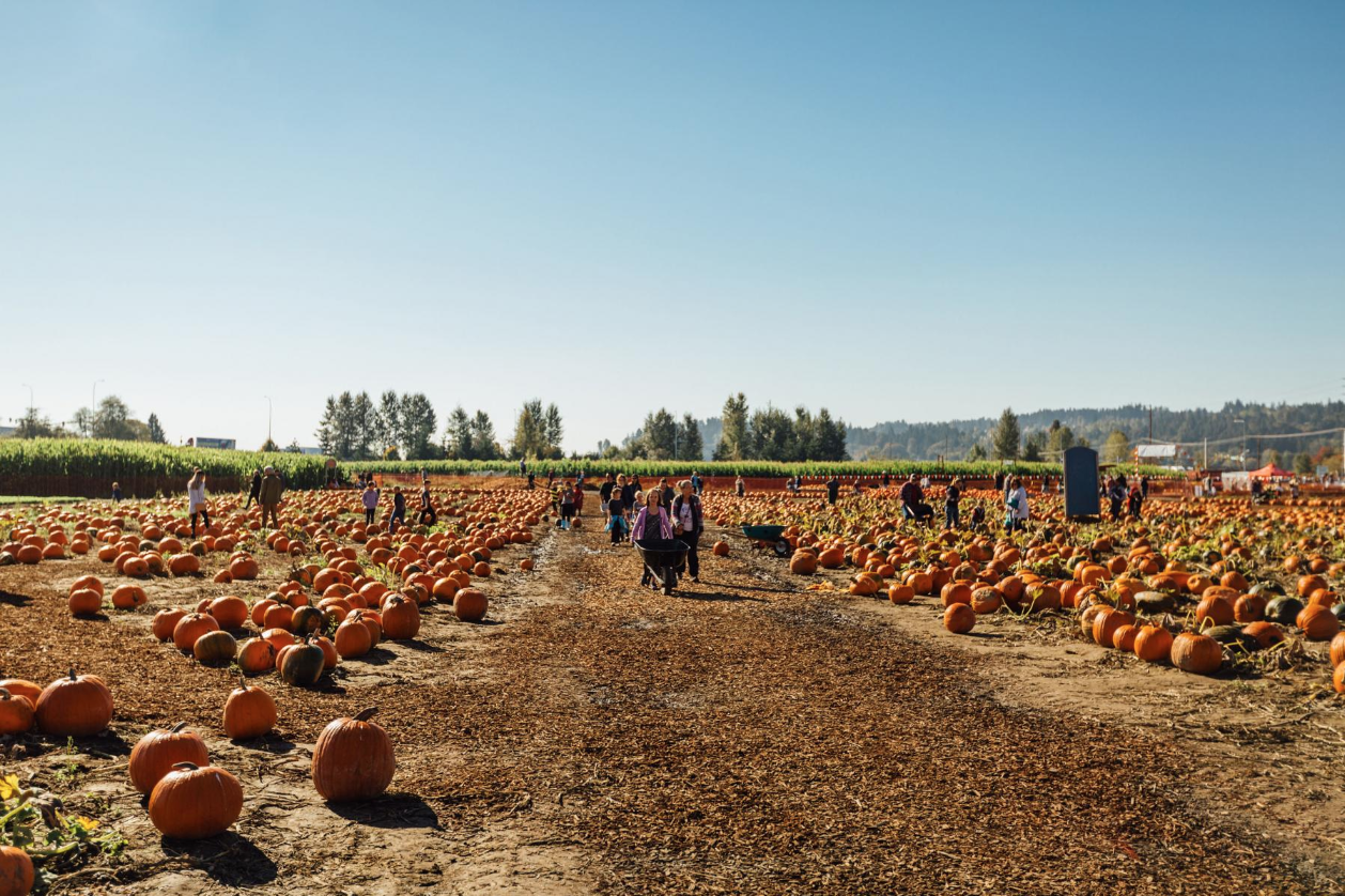 The 10 Best Corn Mazes & Pumpkin Patches around Seattle 2022