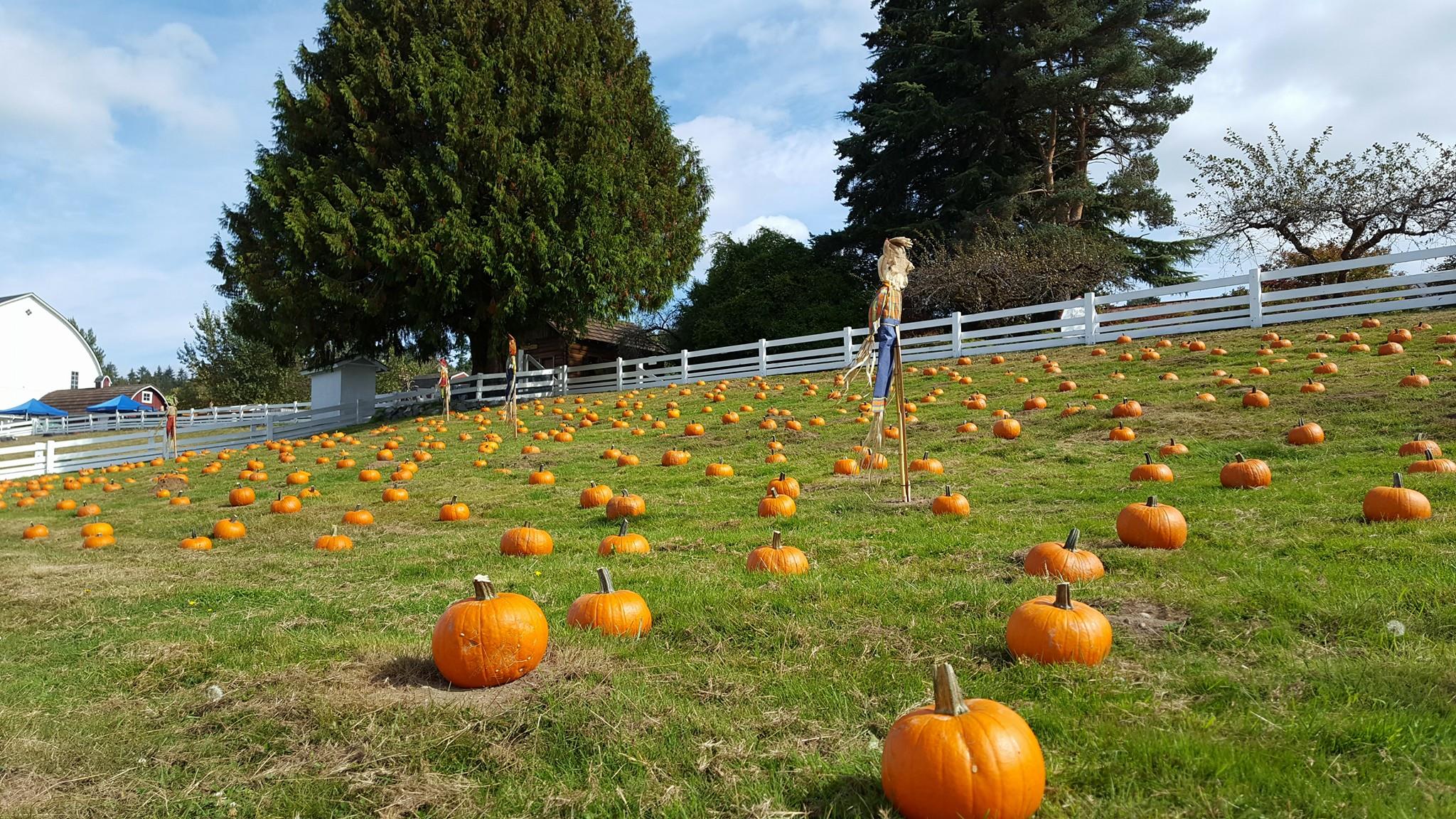The 10 Best Corn Mazes & Pumpkin Patches around Seattle 2022