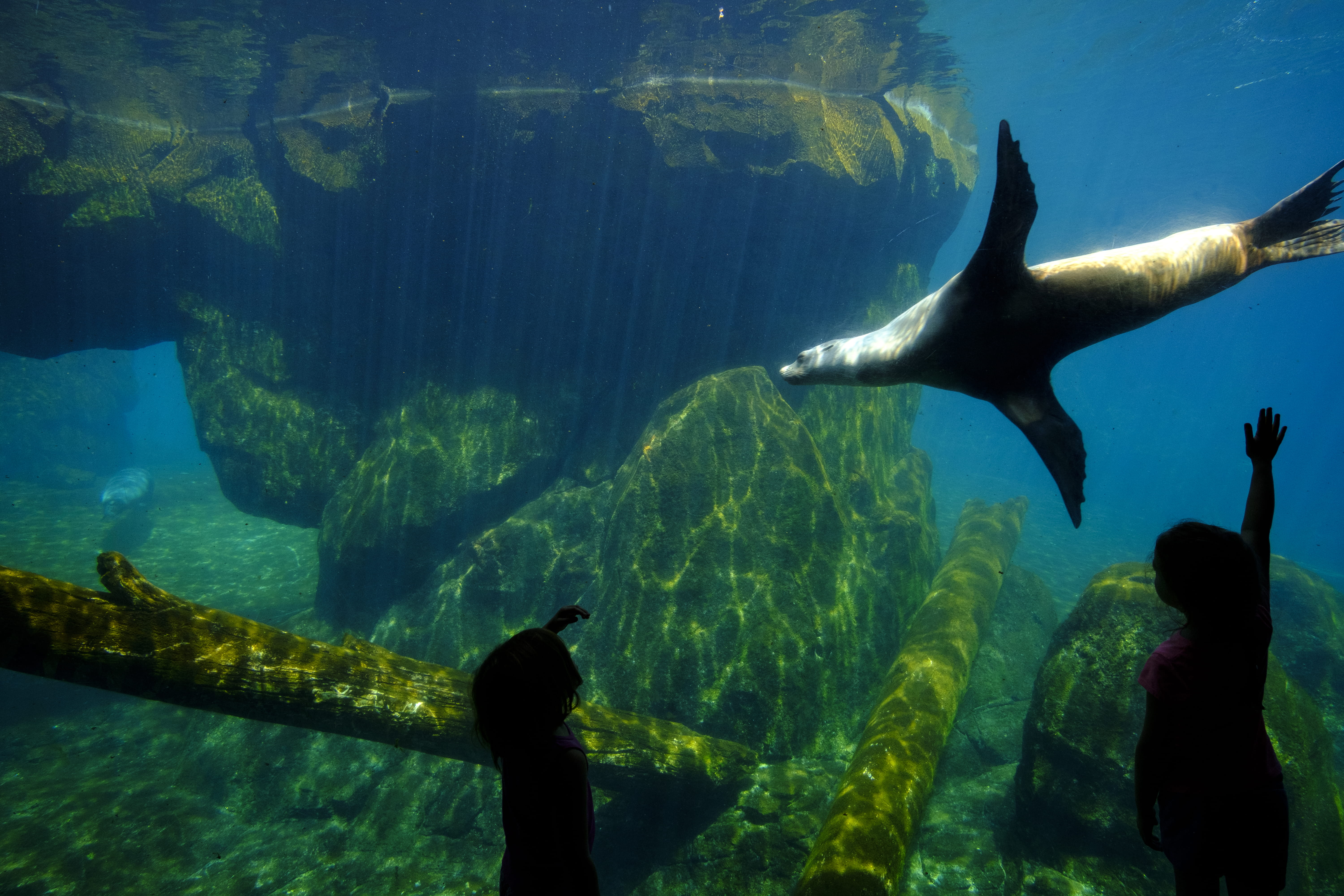 5 Animal Related Activities for Kids